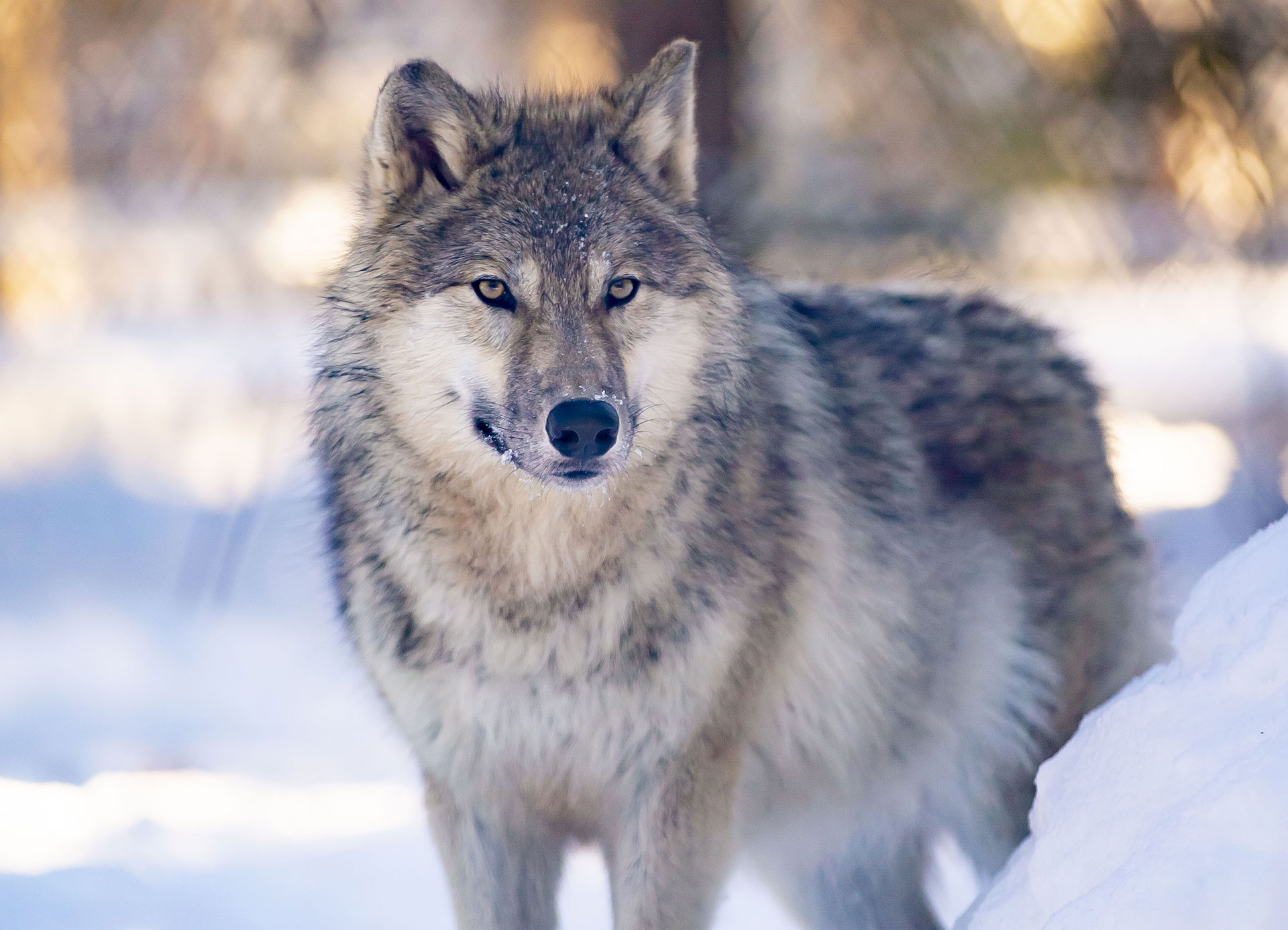 Sanctuaire de loup Lupo