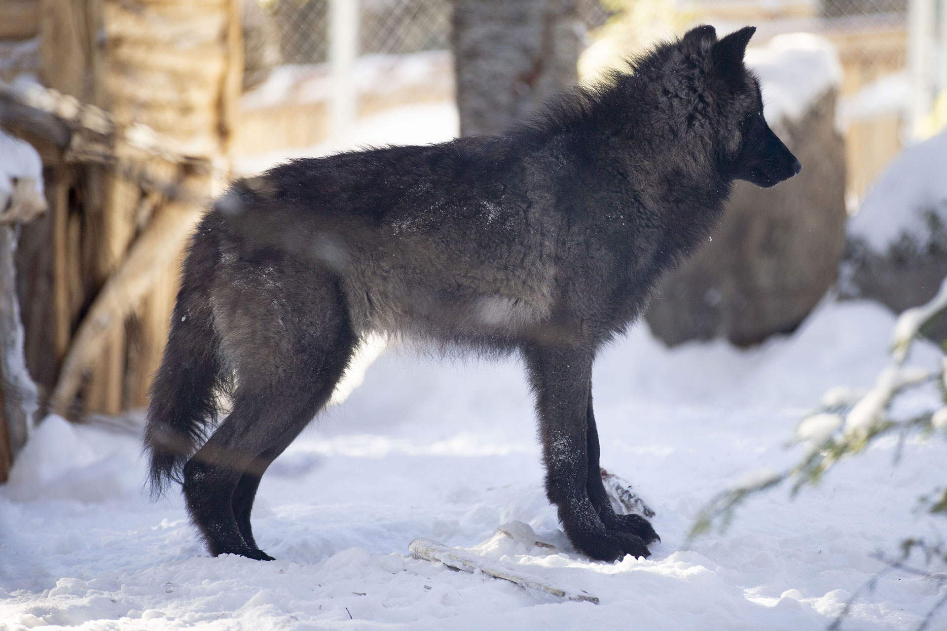 Sanctuaire de loup Lupo